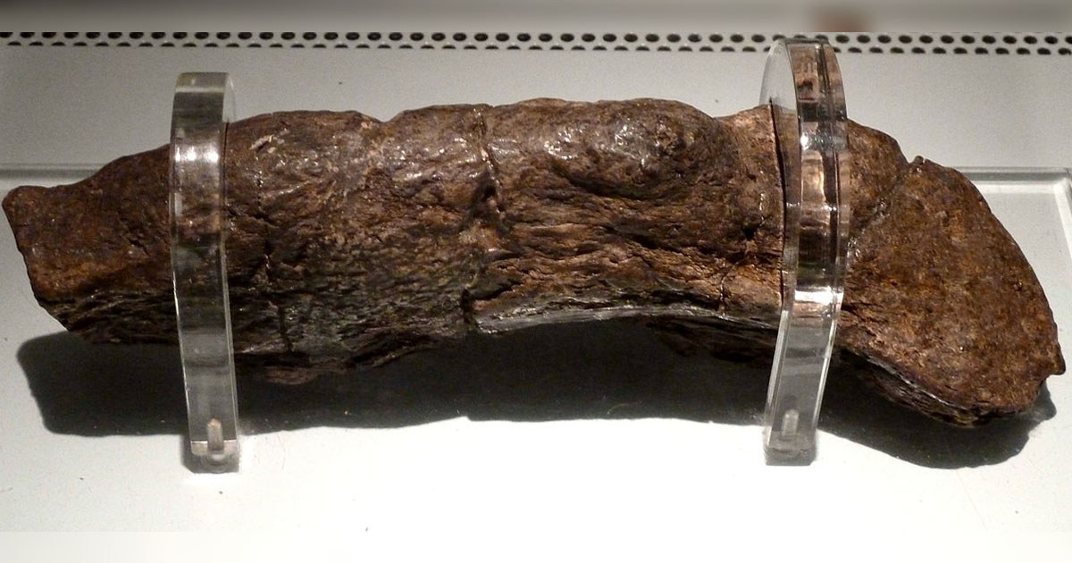 La più grande cacca umana: risale al IX secolo ed è lunga 20 cm