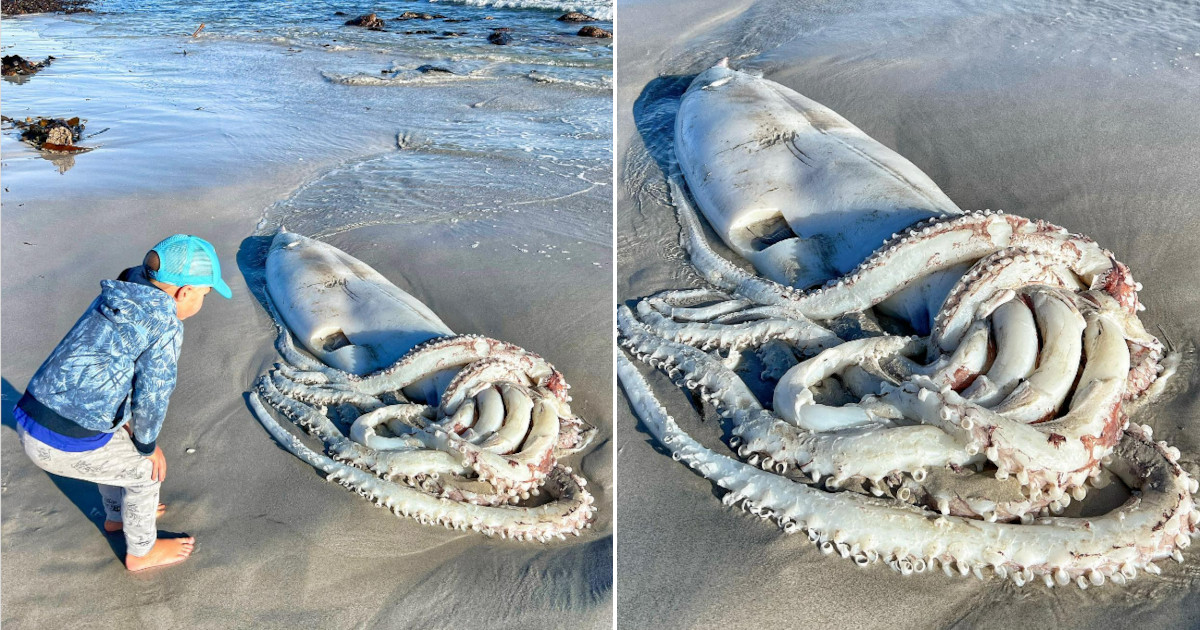 Bagnanti stupiti dal ritrovamento di un calamaro gigante in spiaggia ...