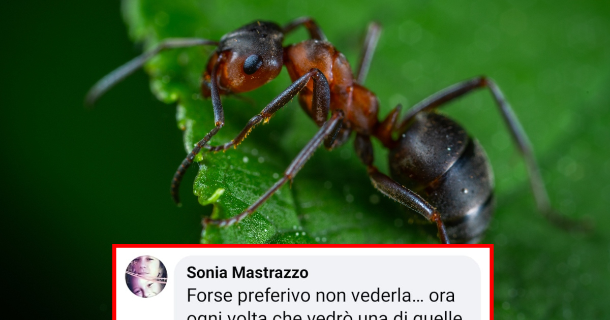 volto formica Archives - Commenti memorabili